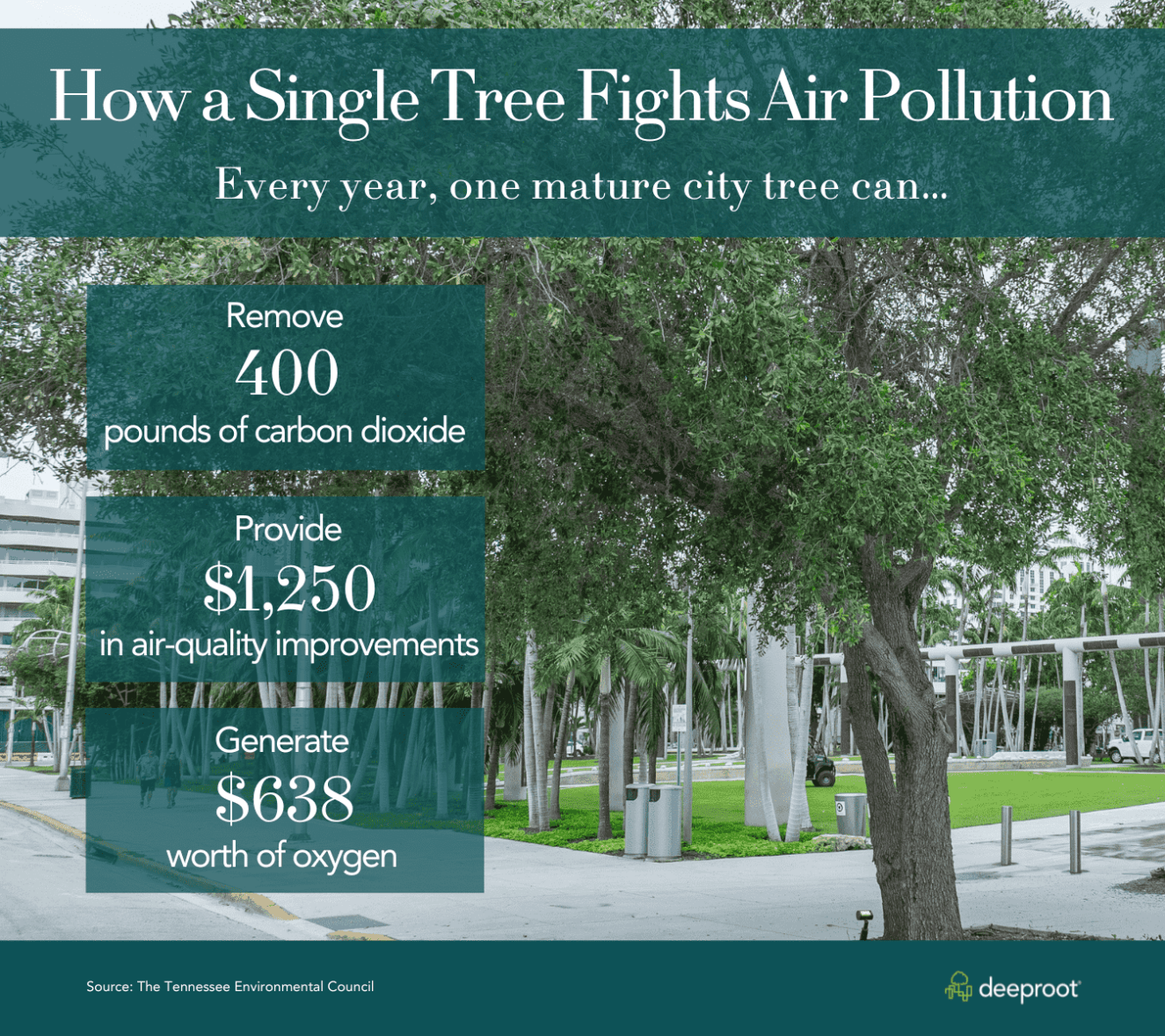 Clearing the Air: How Urban Trees Fight Pollution | DeepRoot Blog