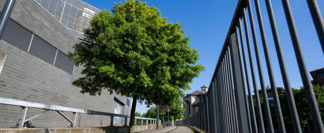 Leeds Arena Includes Tree-Lined Footpath and Piazza | Case Study | DeepRoot