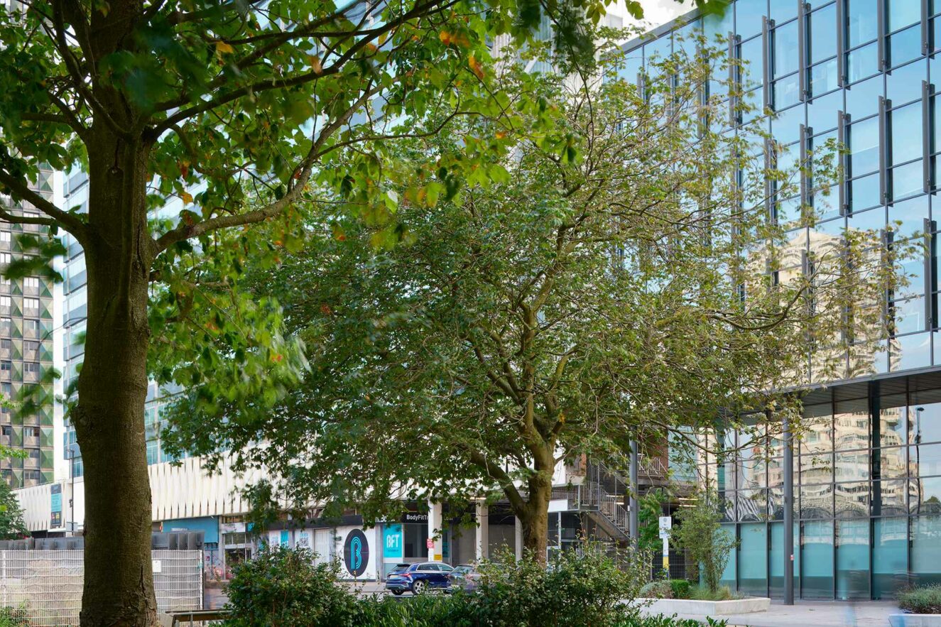 Ruskin Square Green Space Spurs District Growth | Case Study | DeepRoot