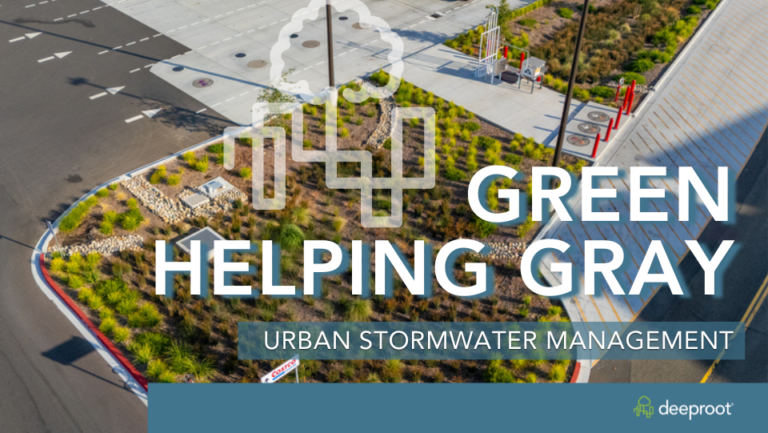 What's the Difference Between Tree Caliper and DBH? | DeepRoot Blog