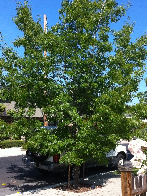 The Test of Time: Tree Longevity and Suspended Pavement | DeepRoot Blog