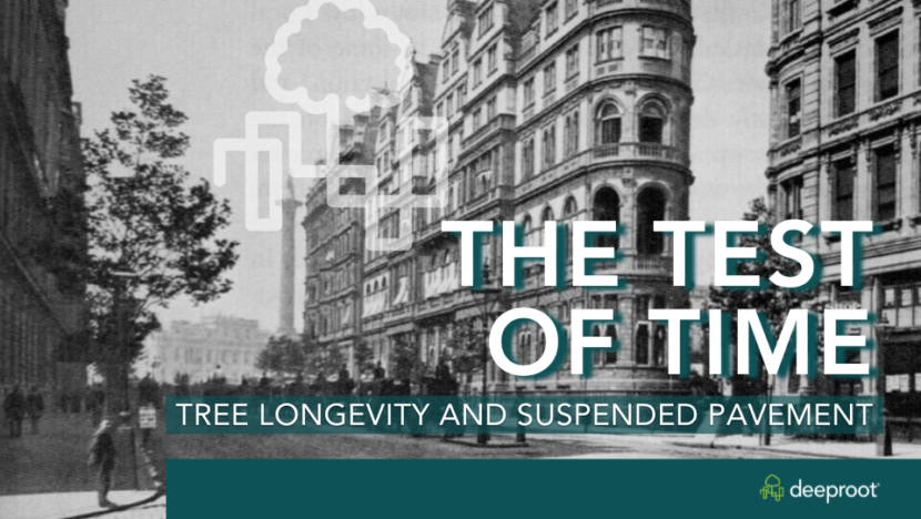 What Is Suspended Pavement? | DeepRoot Blog