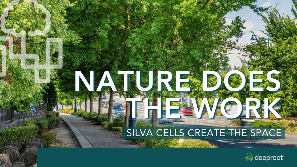 What's the Difference Between Tree Caliper and DBH? | DeepRoot Blog