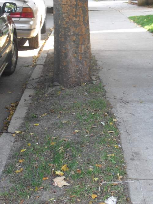 Root Barrier Projects, 15 Years Later | DeepRoot Blog