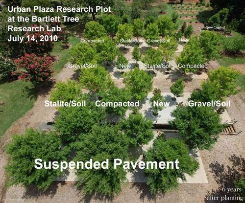 Suspended Pavement at the Bartlett Tree Lab, Year 6 | DeepRoot Blog