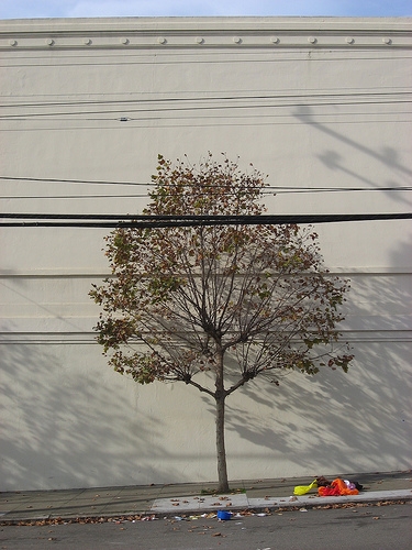 How To Grow Small Trees | DeepRoot Blog