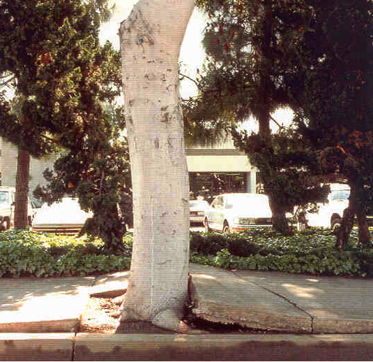 Deep Root's Legacy Products: What Is A Root Barrier? | DeepRoot Blog