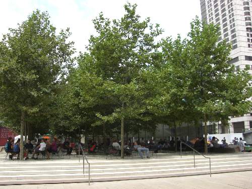 Lincoln Center Urban Trees Thriving After 1.5 Years | DeepRoot Blog
