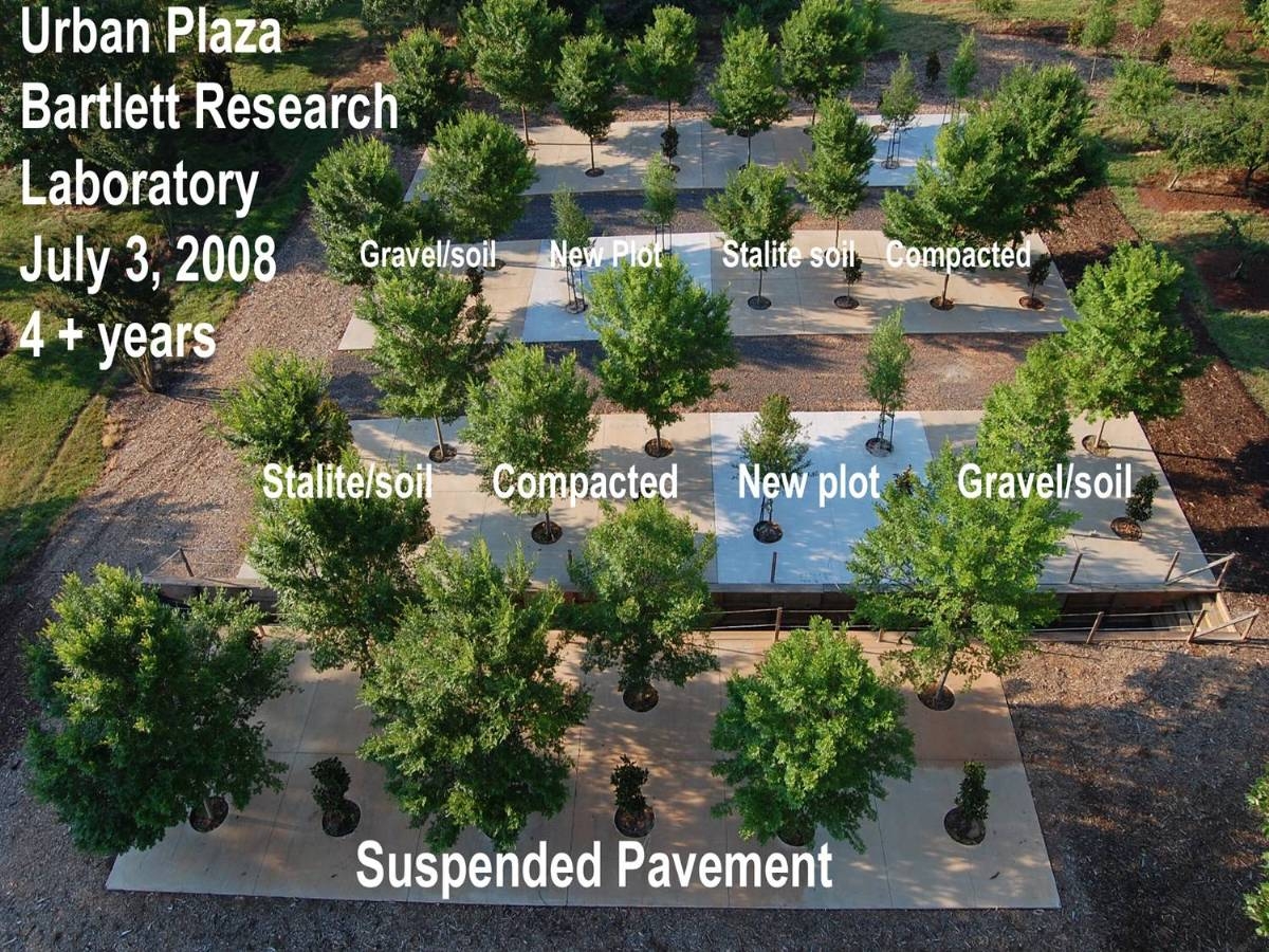 Silva Cell Grows Bigger Trees Than CU Soil: Bartlett Tree Lab Study Is ...