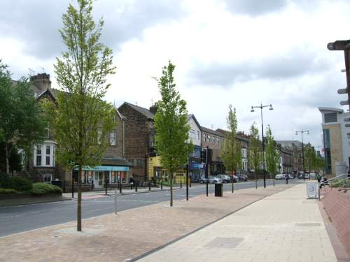 Growing Big Trees Along a Harrogate Footpath | DeepRoot Blog