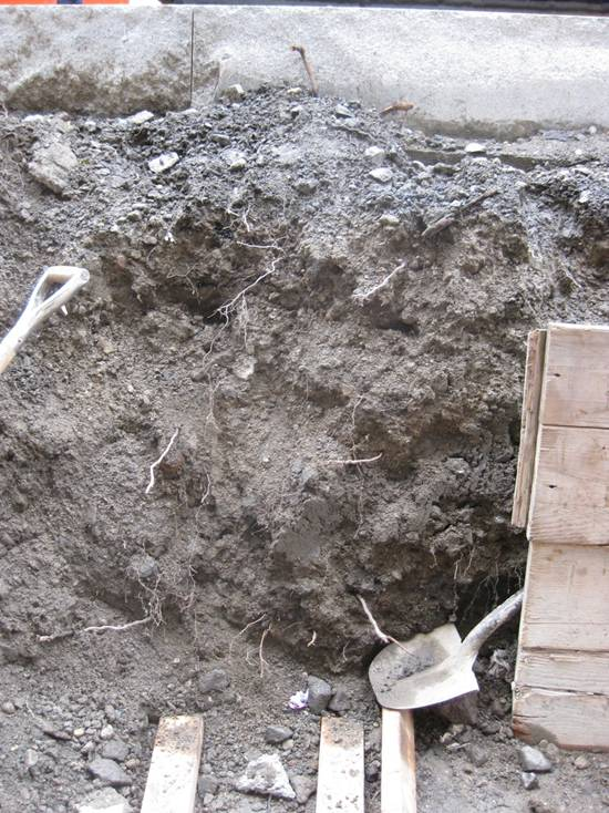 How Deep Do Tree Roots Grow? | DeepRoot Blog