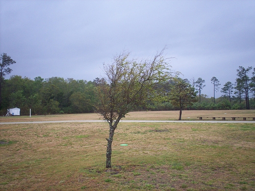 Windthrow & Trees | DeepRoot Blog